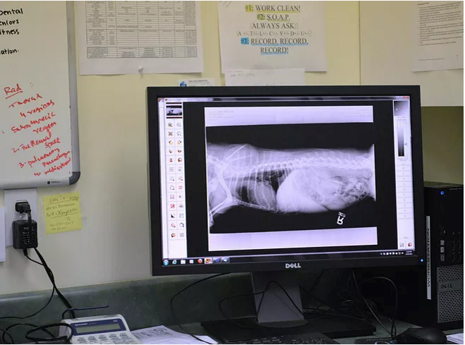 Veterinary Digital Xray Systems Pennsylvania Digital Xray